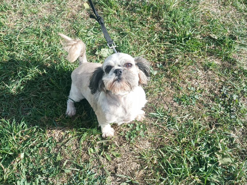 Ши-тцу девочки