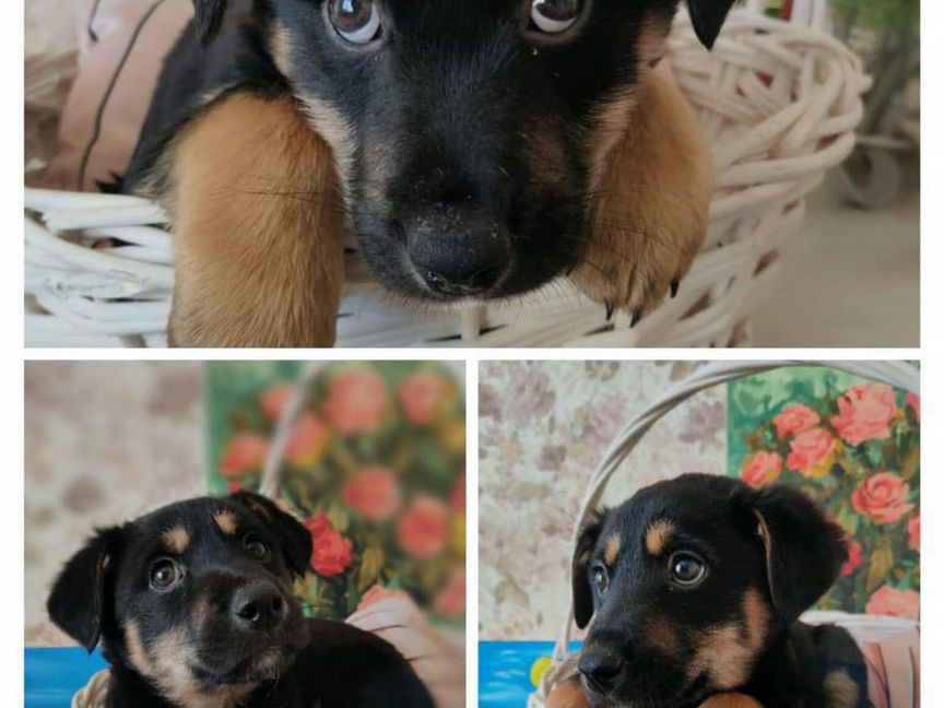 Отдам в добрые руки щенят