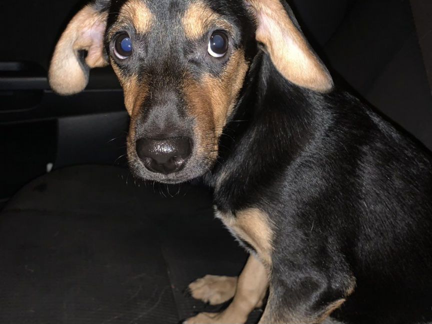 Шенок мальчик