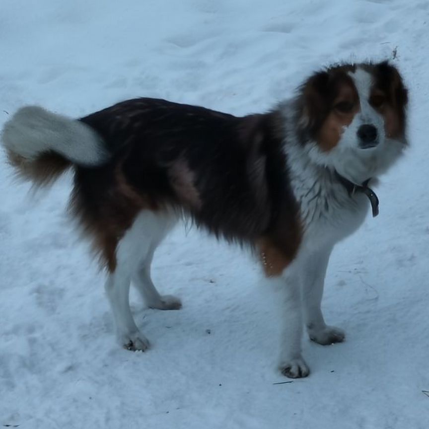 Взрослая собака в добрые руки