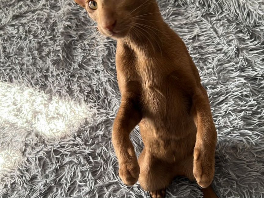 Котёнок Ориентал