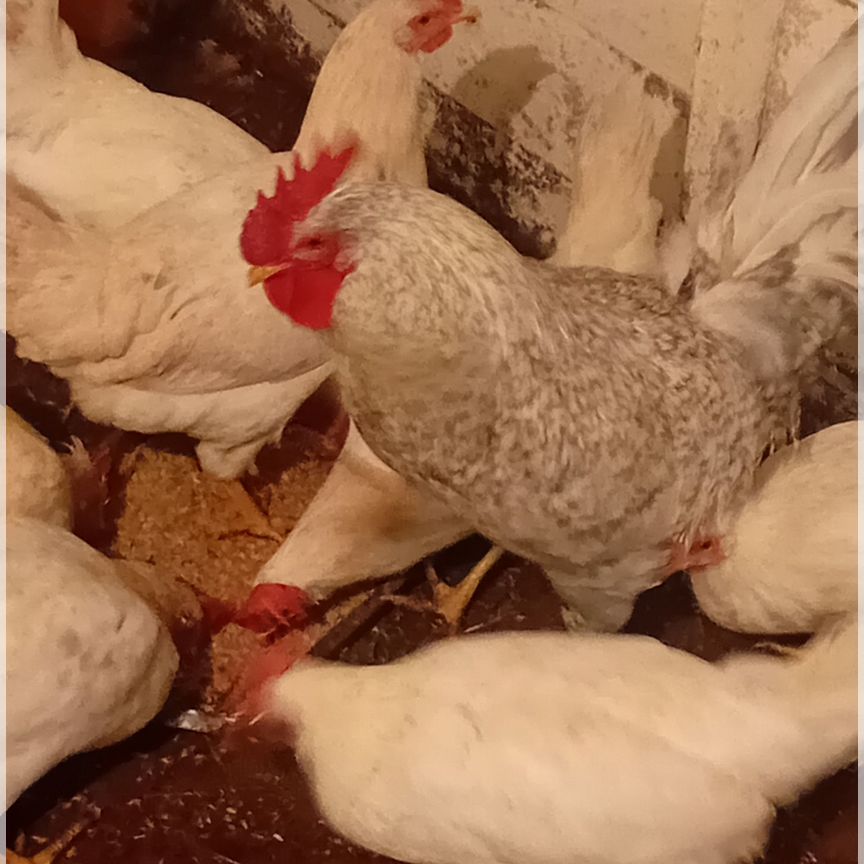 Продам петухов