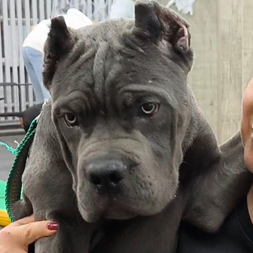 Кане-корсо, щенок