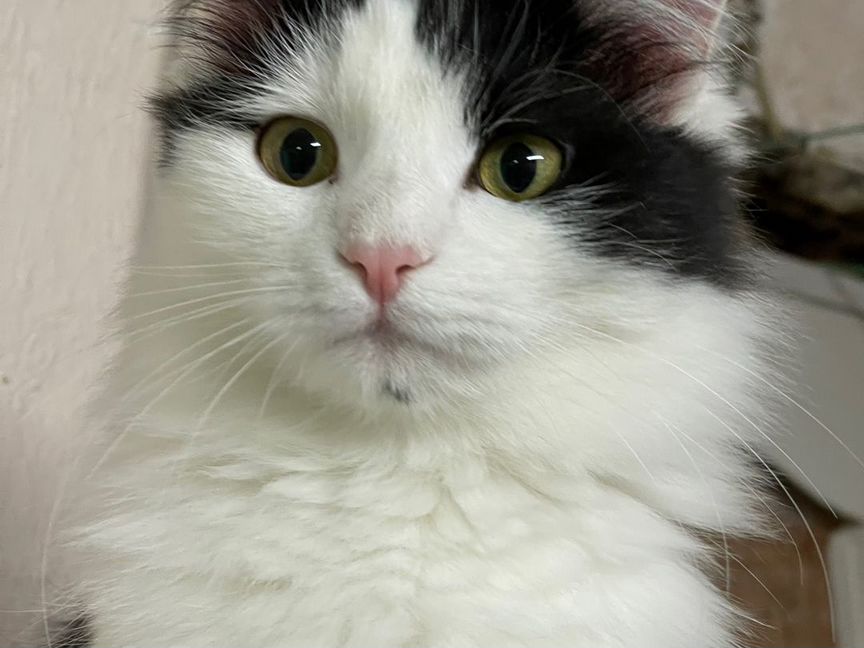 Ласковый котенок в добрые руки