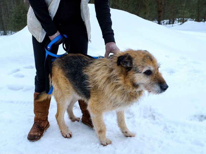 Отдам в добрые руки