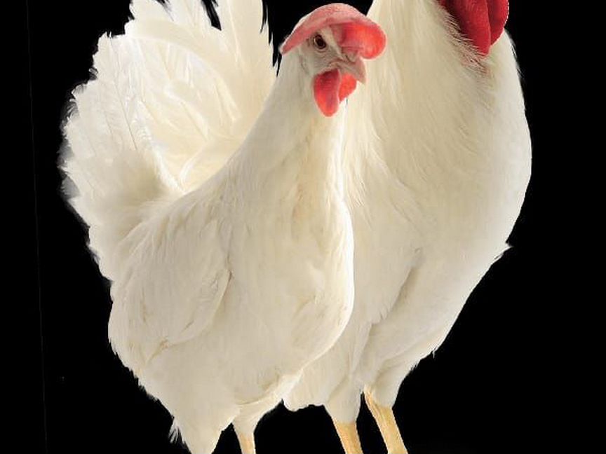 Куры и петухи