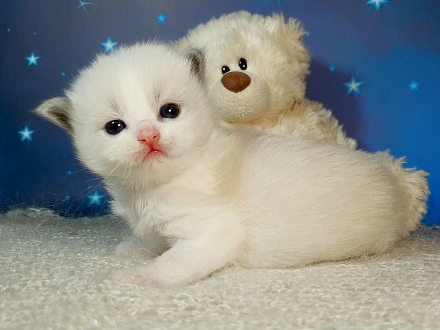 Котята регдолл