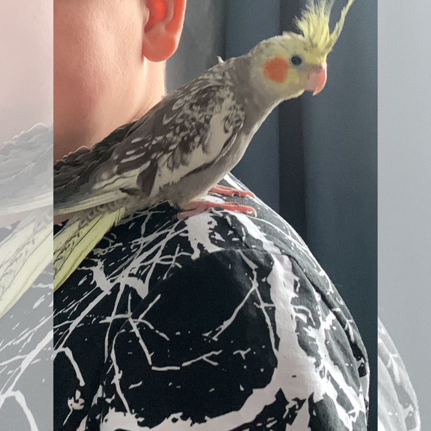 Попугай корелла с клеткой