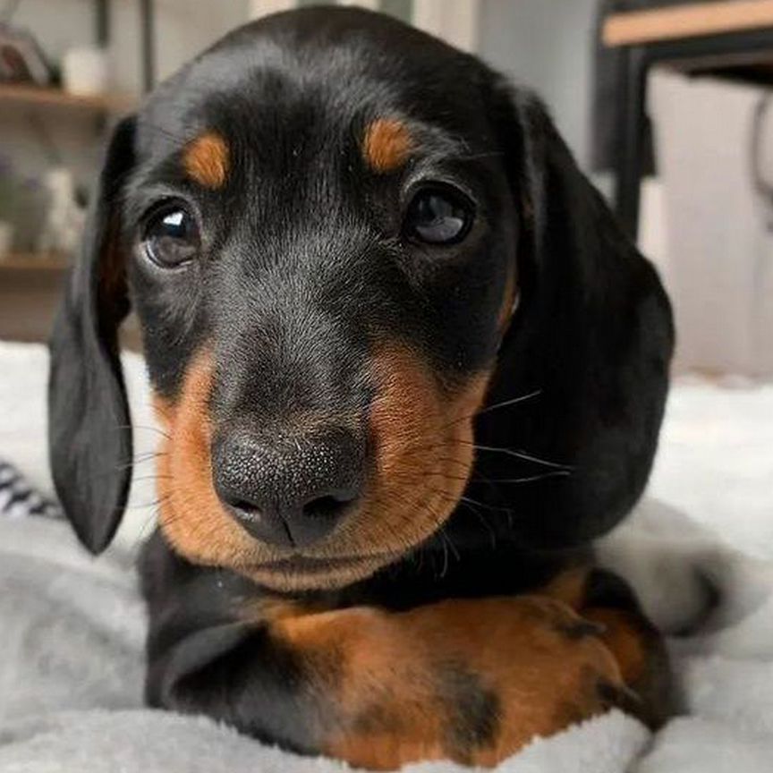 Карликовая такса, щенок