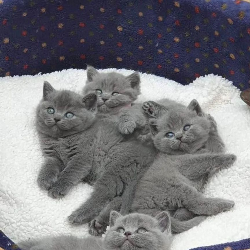 Британские котята