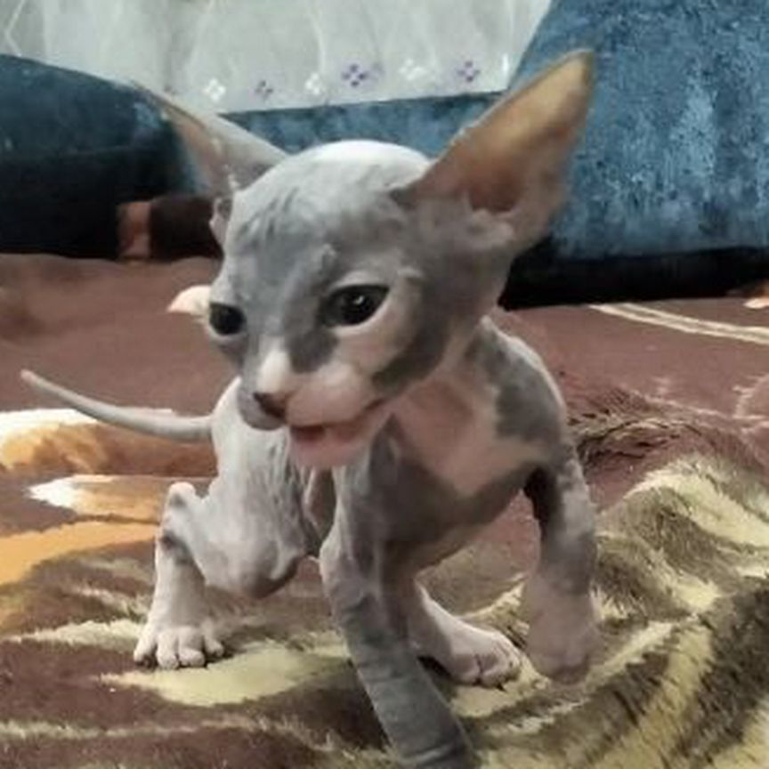 Канадский сфинкс котёнок