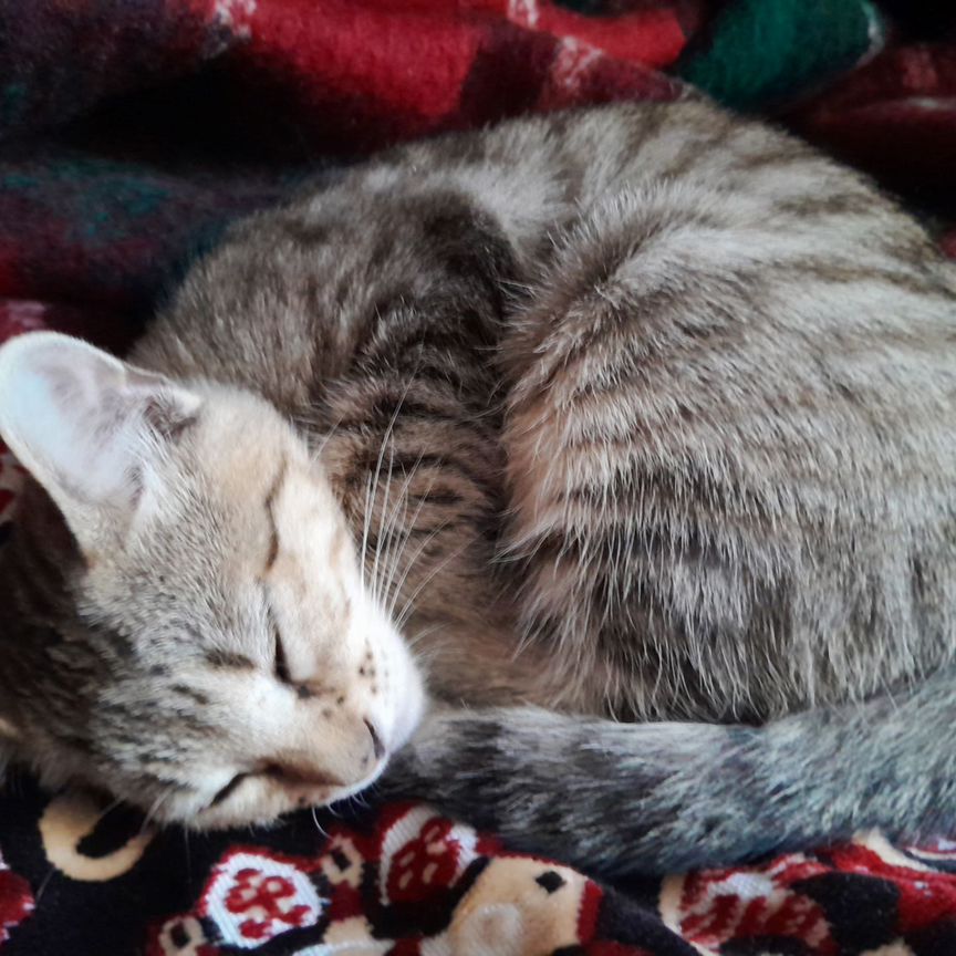 Котëнок в добрые руки отдам бесплатно