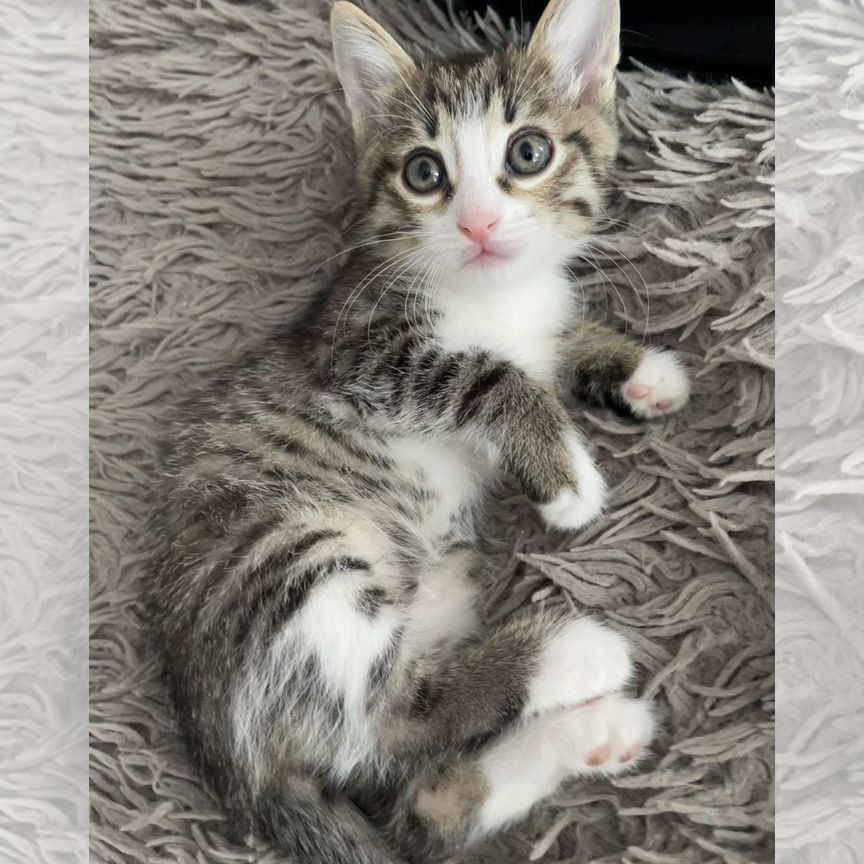 Котёнок в добрые руки