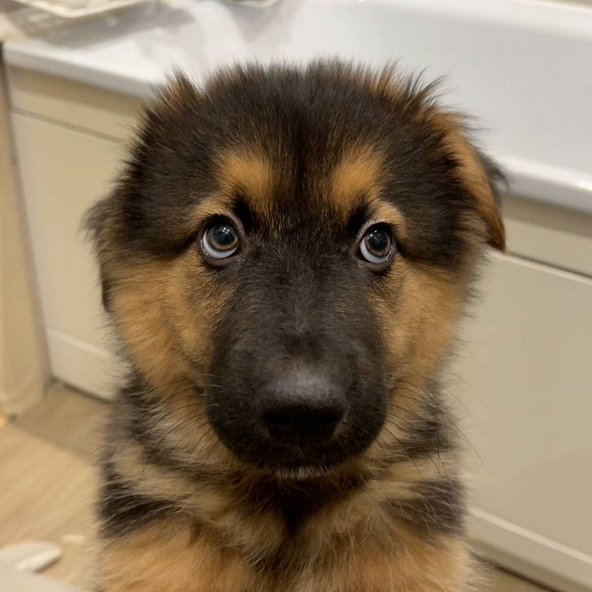 Немецкая овчарка, щенок