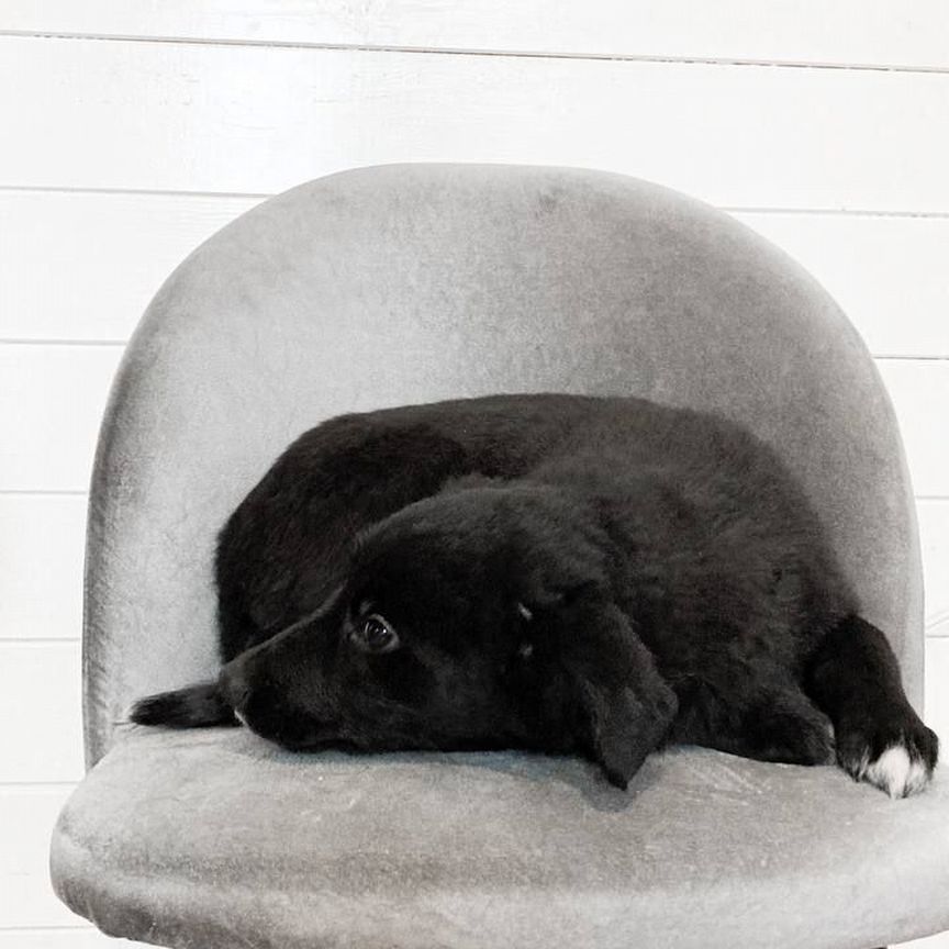 Щенок в добрые руки