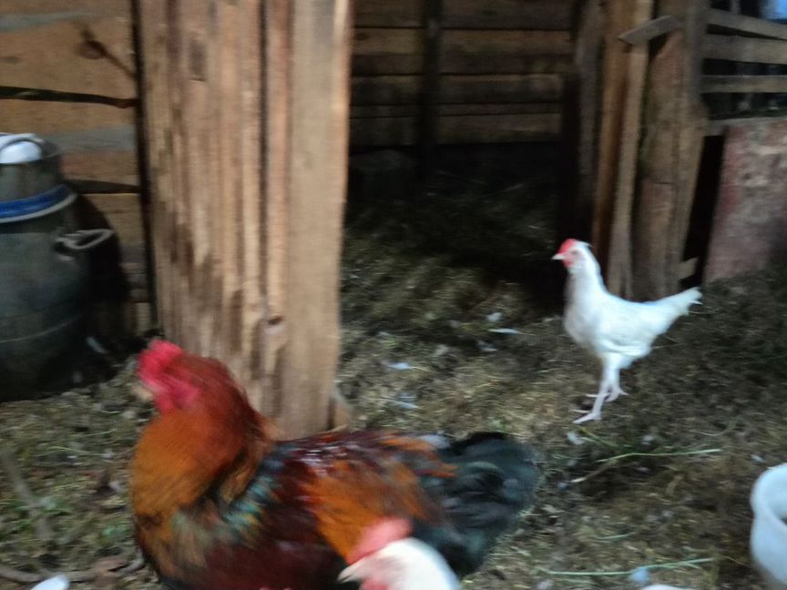 Петух брама куропатчатая