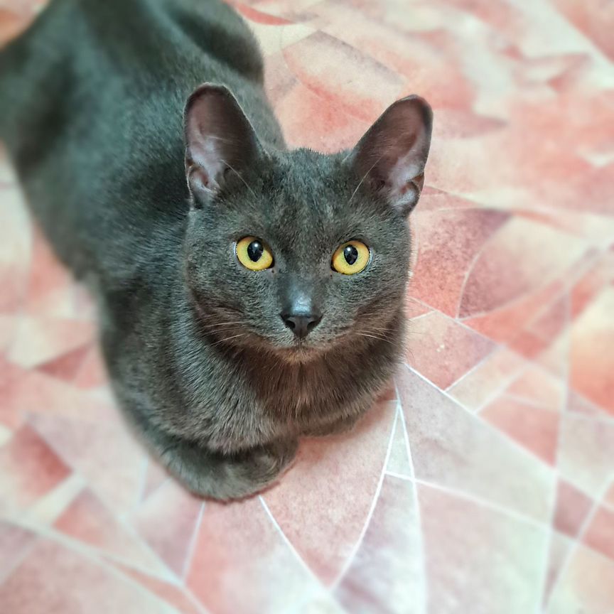 Котёнок, кот-подросток