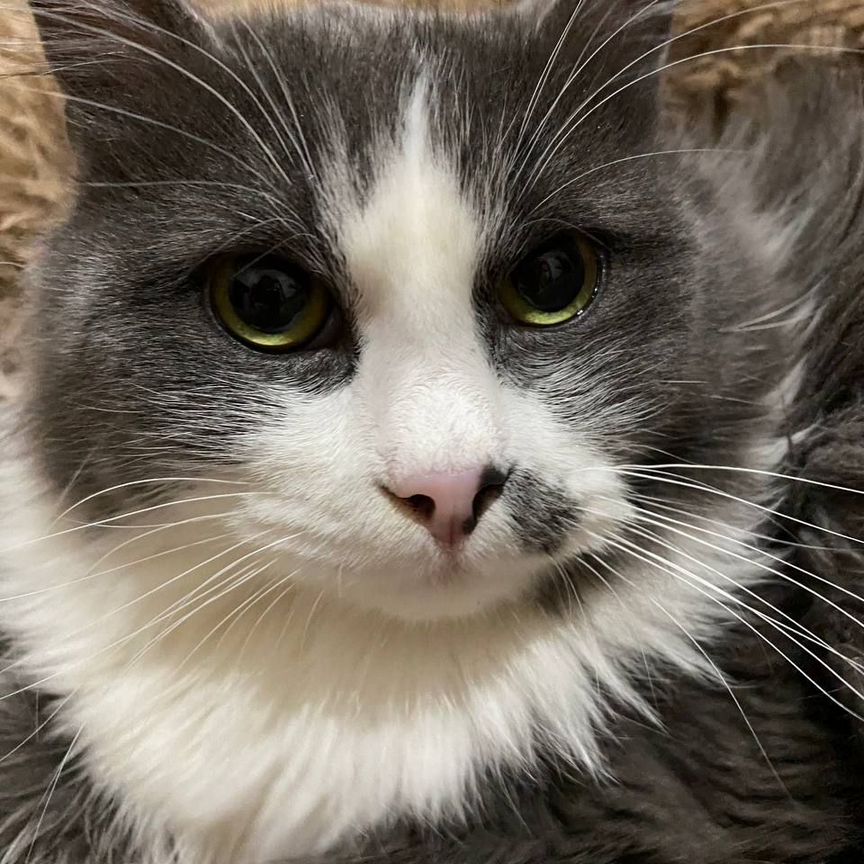 Котик ищет дом