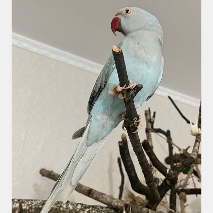 Синий ожереловый попугай