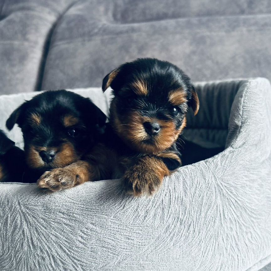 Йоркширский терьер, щенок