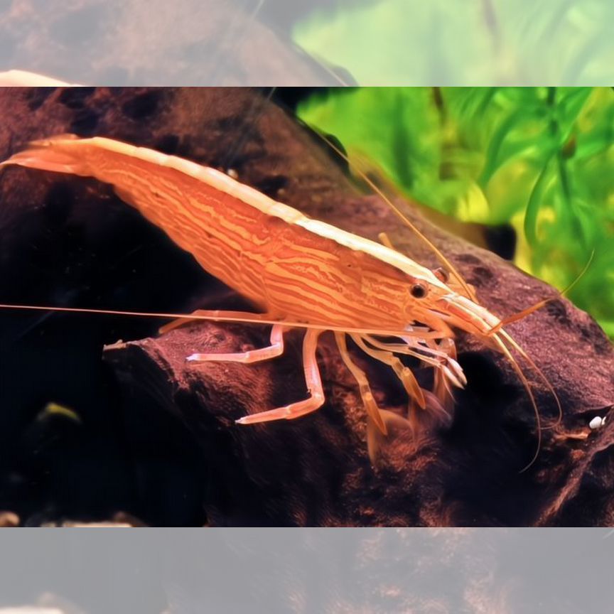 Креветка фильтратор (банановая креветка)