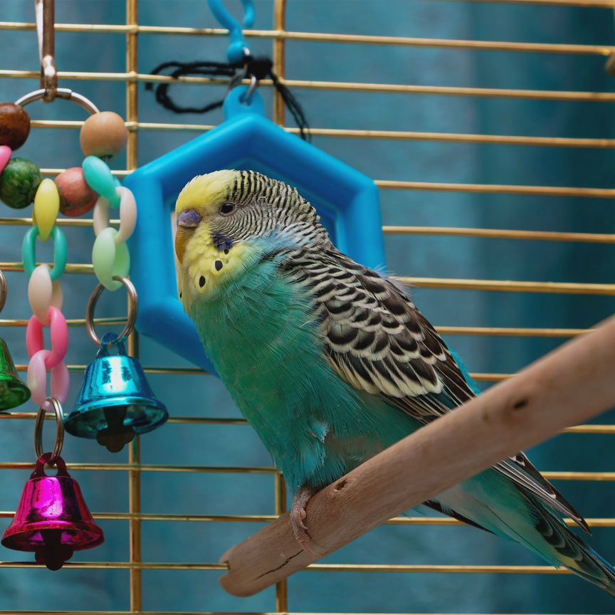 Волнистый попугай - отдам бесплатно