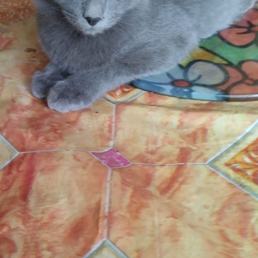 Котёнок мальчик в добрые руки подкинули на дачу