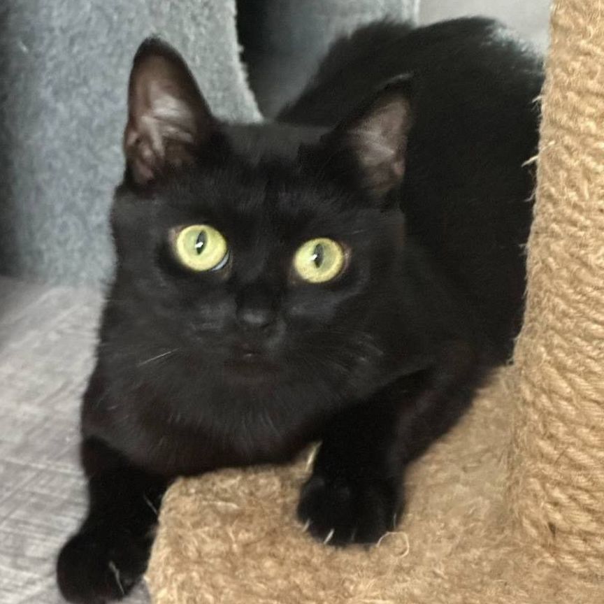 Ориентальная, взрослая кошка