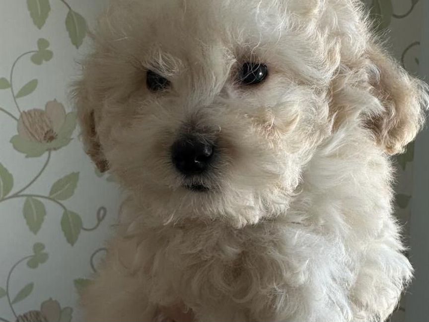 Щенки карликового пуделя