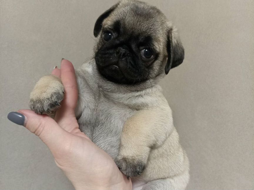 Щенки мопса