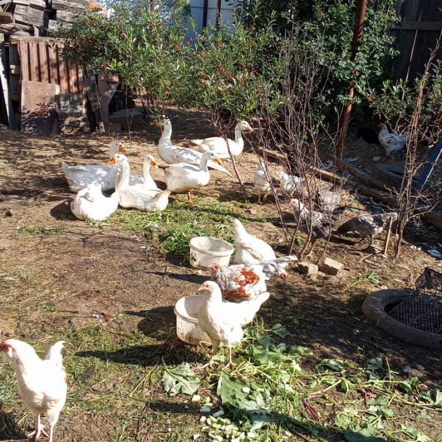 Гуси, петушки