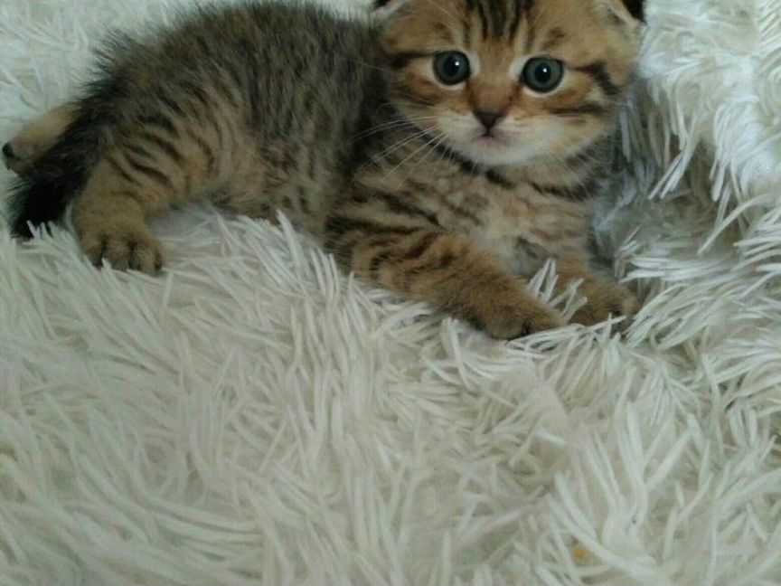 Шотландский красивый котёнок