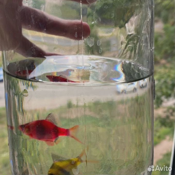 Отдам 2-х барбусов