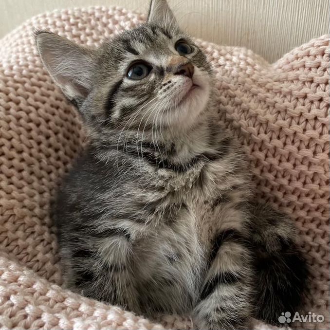 Котенок Кокос