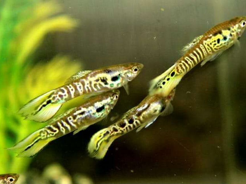 Трубочник Изя, растения и живой корм