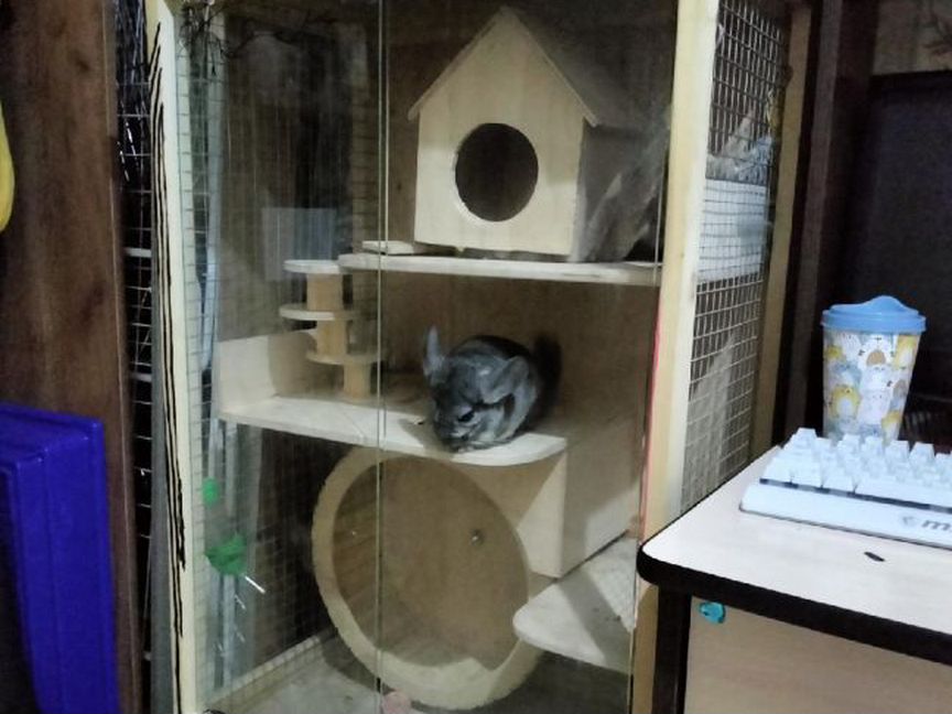 Витрина для шиншиллы