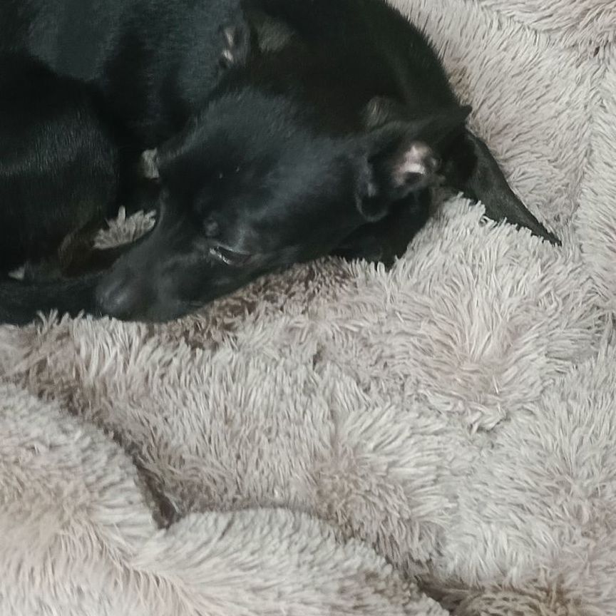 Взрослый пёс в добрые руки