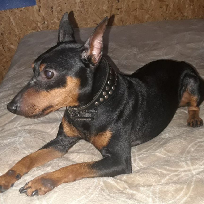 Цвергпинчер