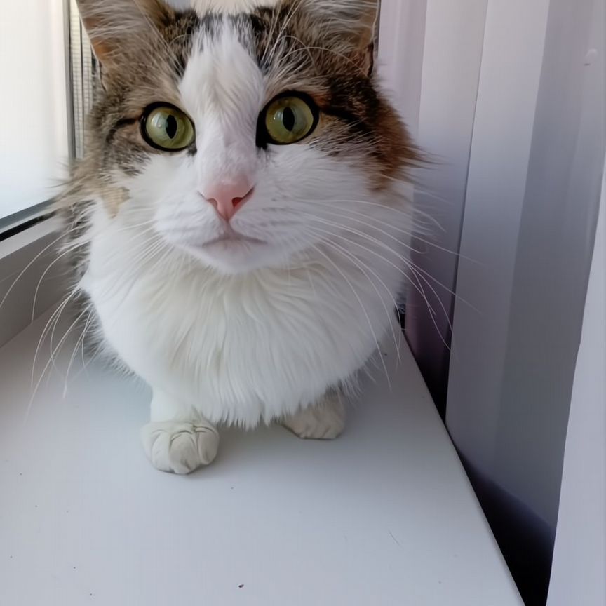 Взрослая, Девочка кошка в добрые руки