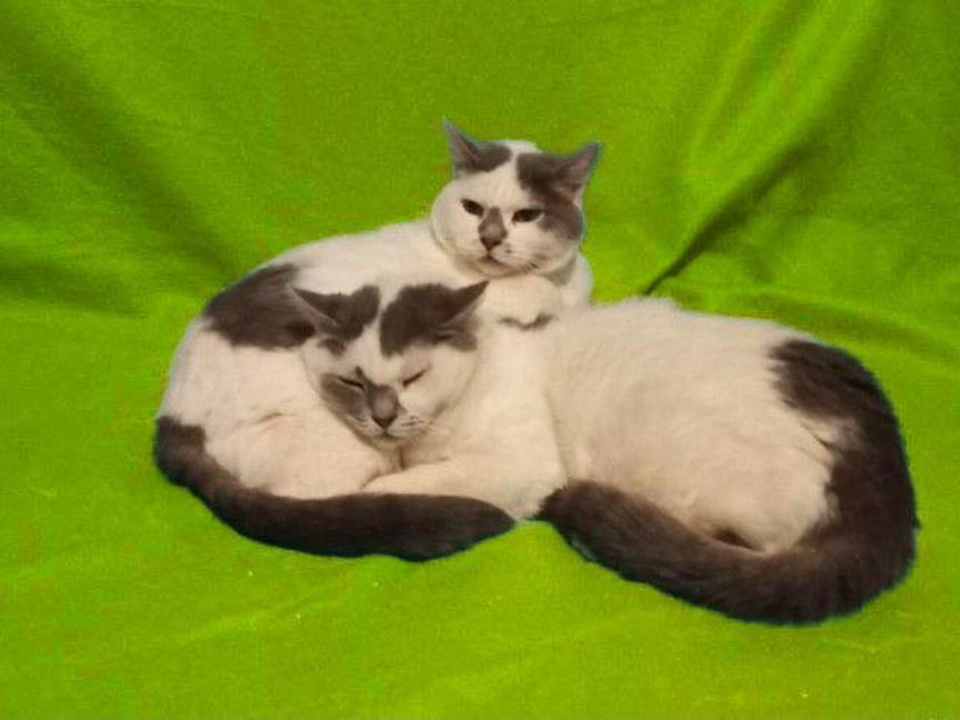 Тося и Зося