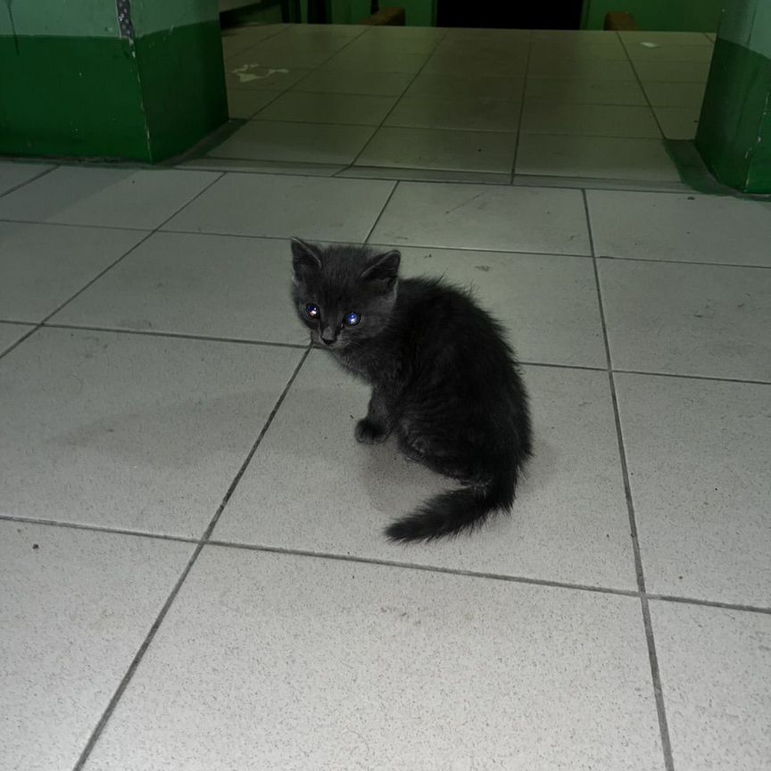 Отдаются в добрые руки два маленьких котенка