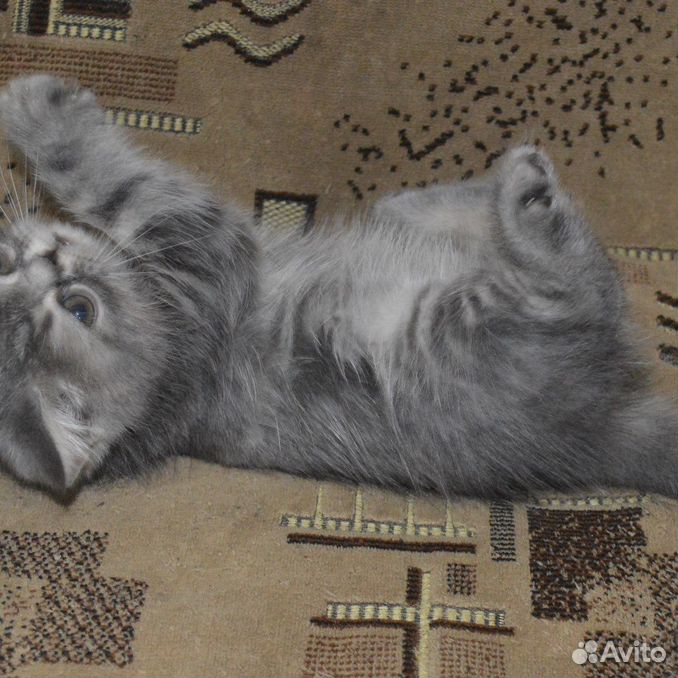 Экзотический короткошерстный котик