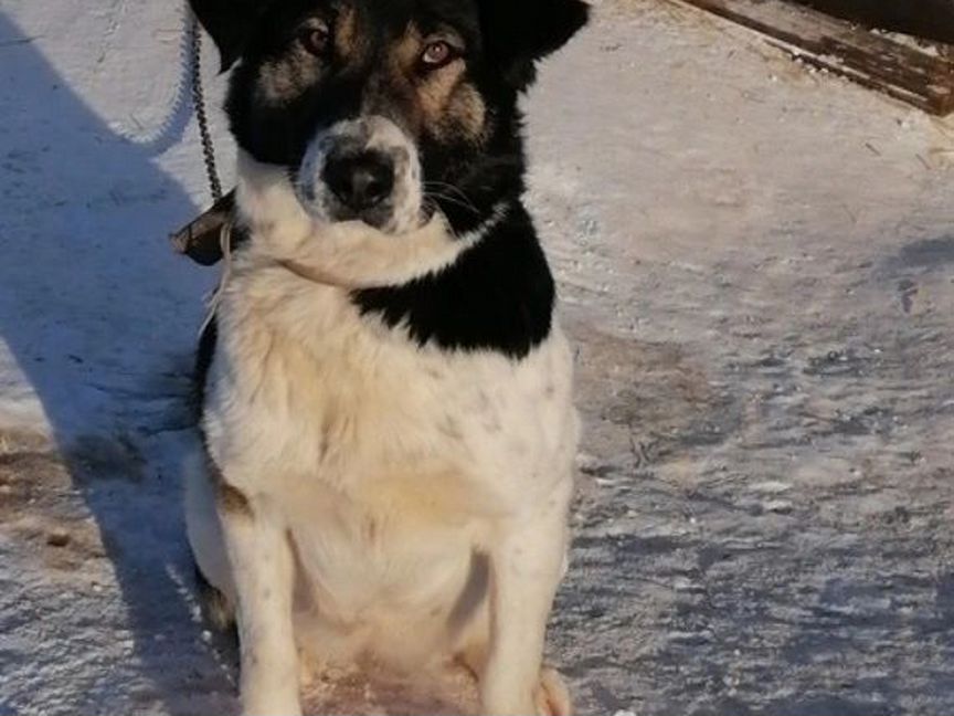 Собака-охраняка