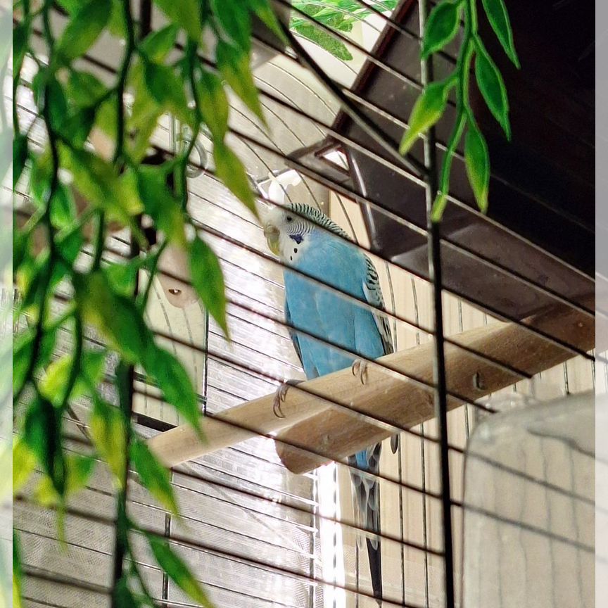 Волнистый попугай девочка 1,5 года