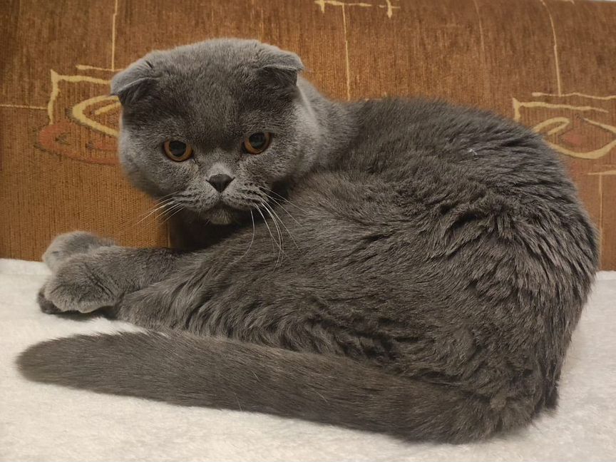 Кот британец