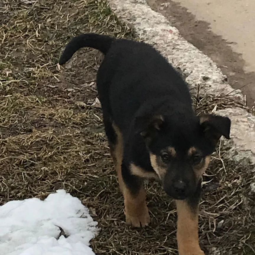 Отдам в добрые руки