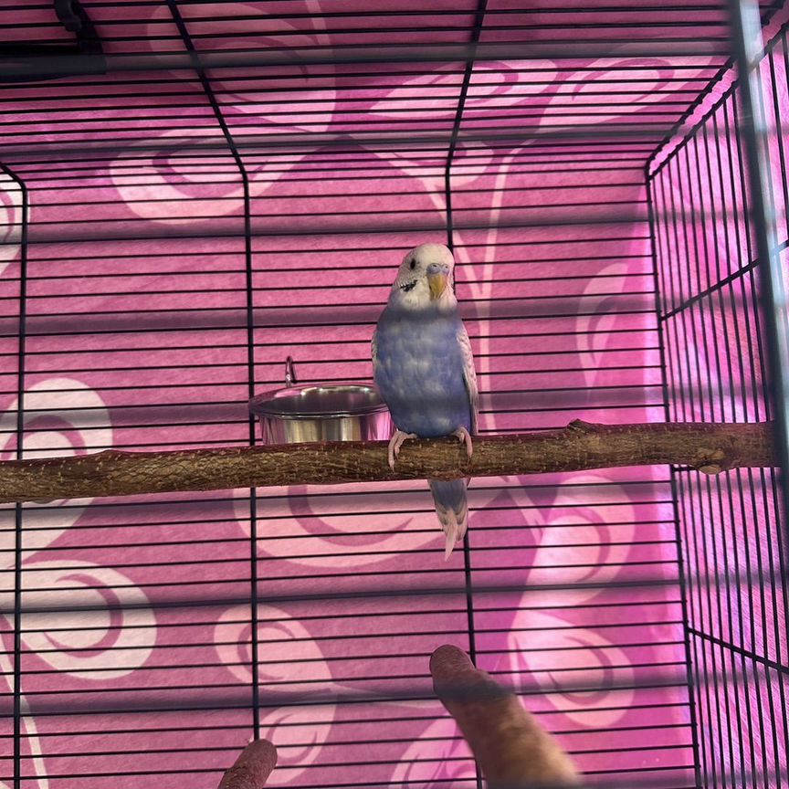 Волнистый попугай