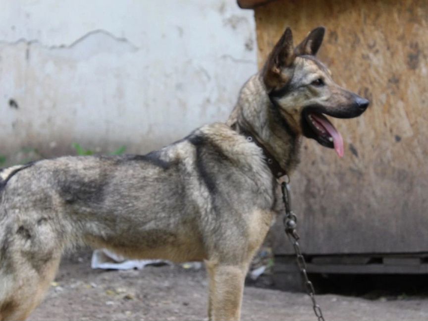 Собака Линда в добрые руки