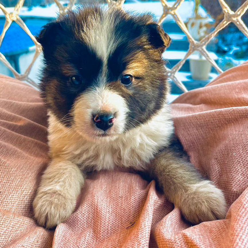 Щенок в добрые руки