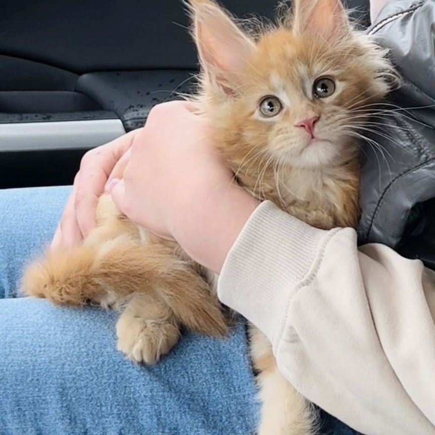 Котенок Мейн - Кун